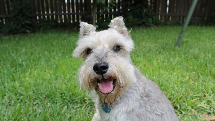 Mini Schnauzer Facts: Big Beards With an Ever Bigger Personality