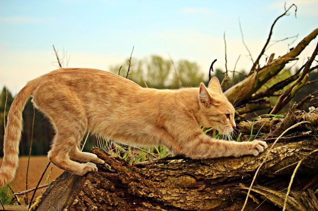 Cat Scratching: Why Cats Do It and Steps to Take When It's Destructive
