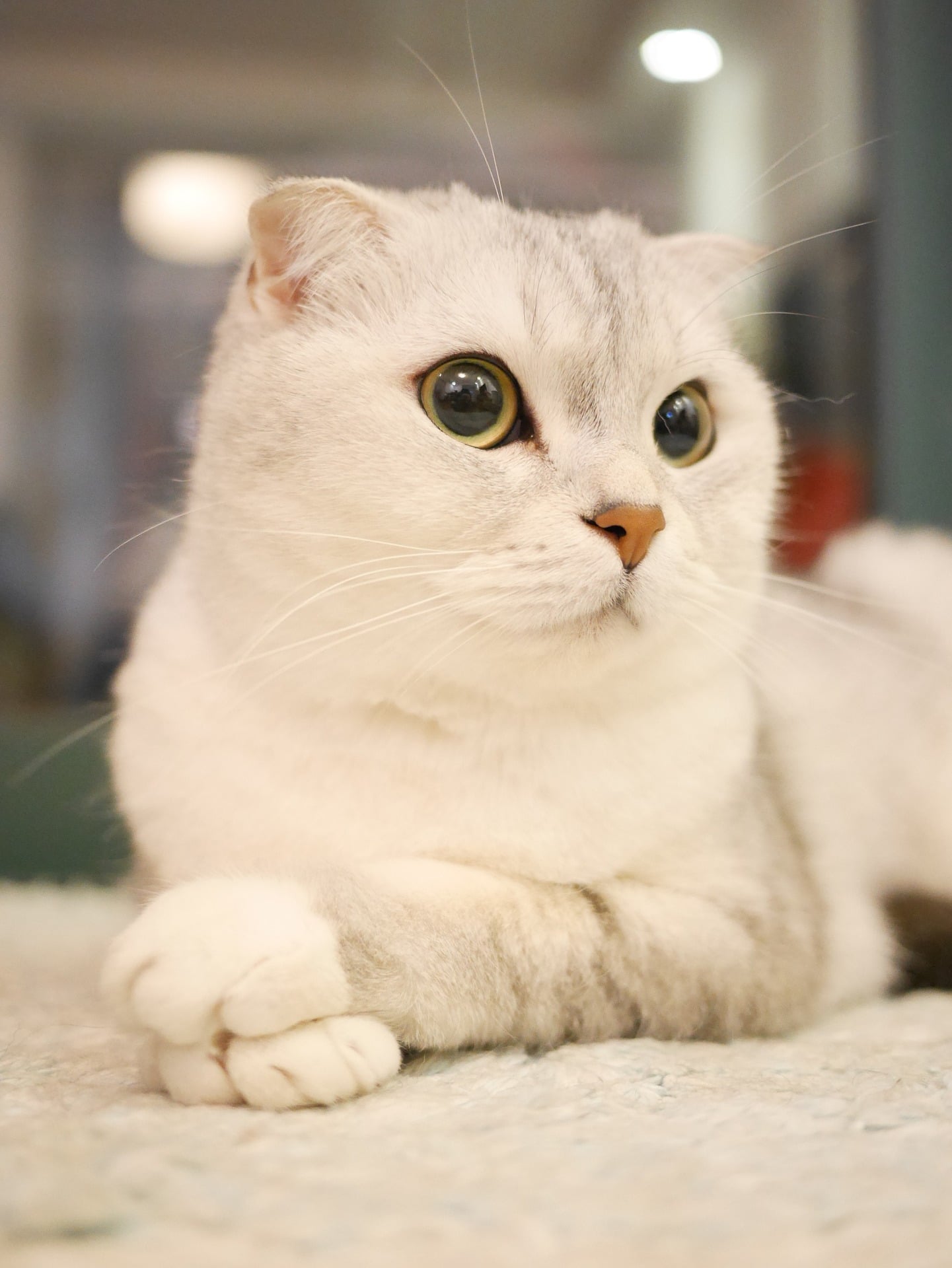 Scottish Fold Cats: 9 Surprising Facts About the Breed