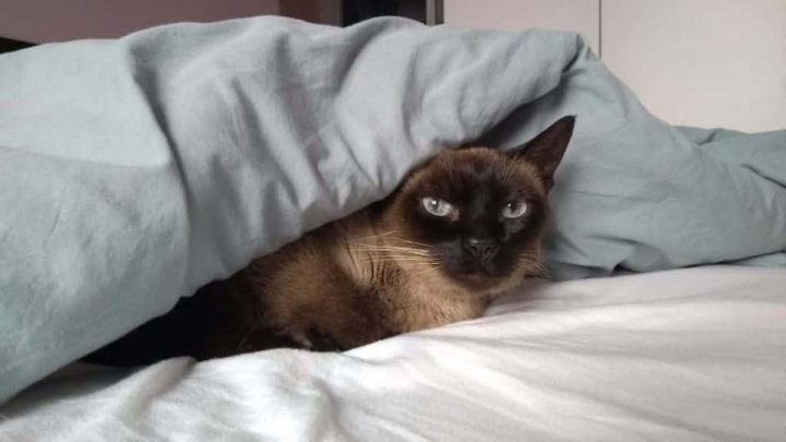 4 astuces pour enlever l'odeur d'urine de chat | Rover Blog