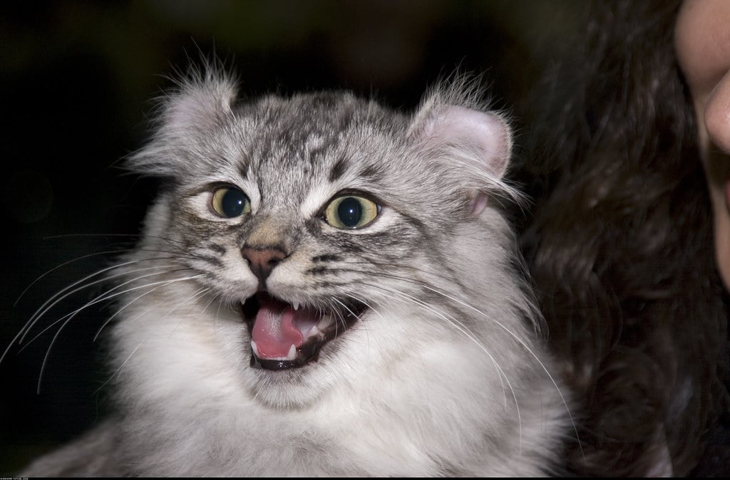 American Curl Cats: 8 Facts You Probably Don't Know
