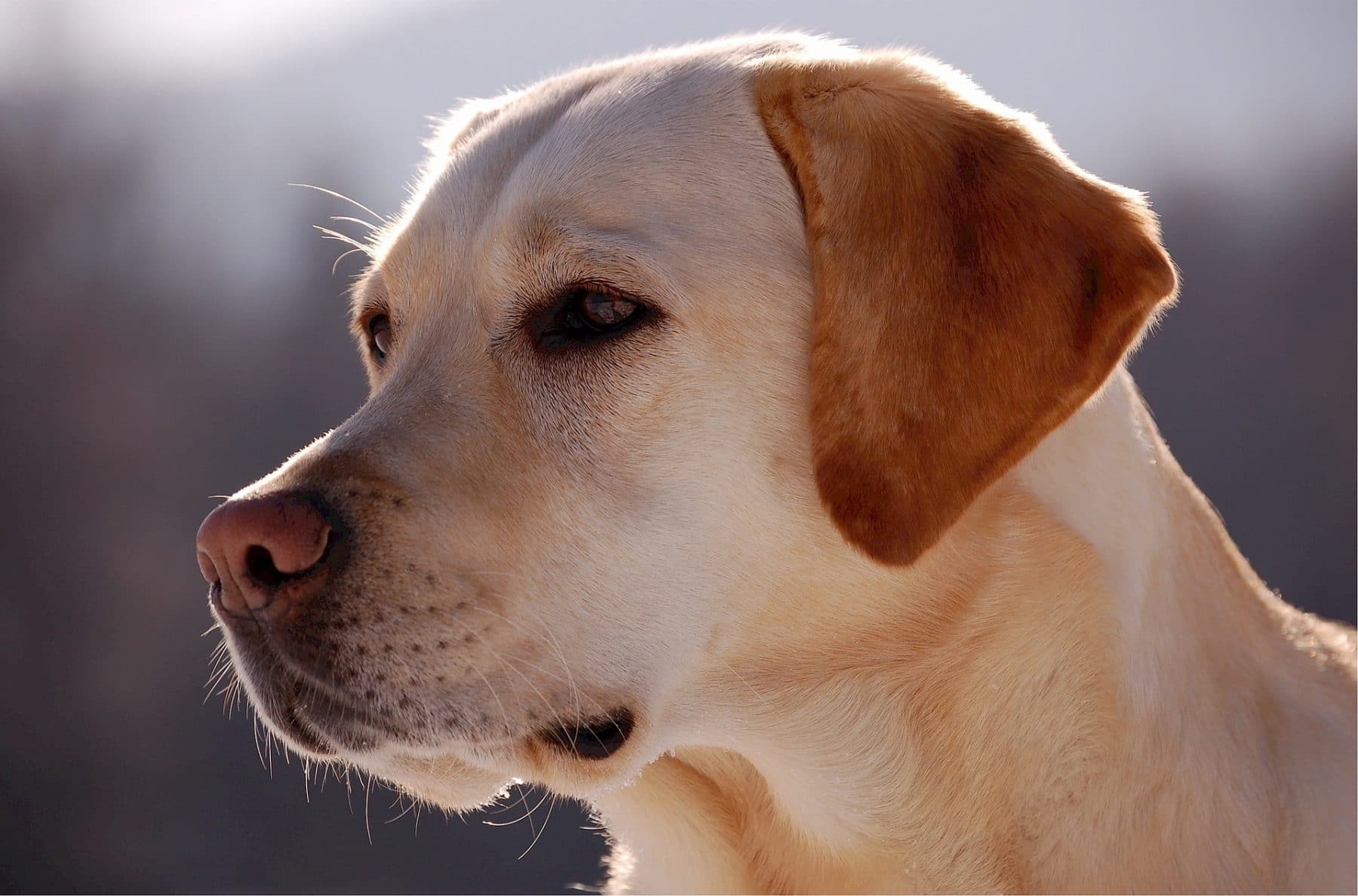 Labrador Retriever: Gezondheid, Geschiedenis en Karakter