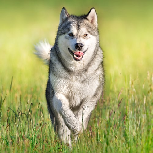 Alaskan Husky: Dog Breed Facts & Information