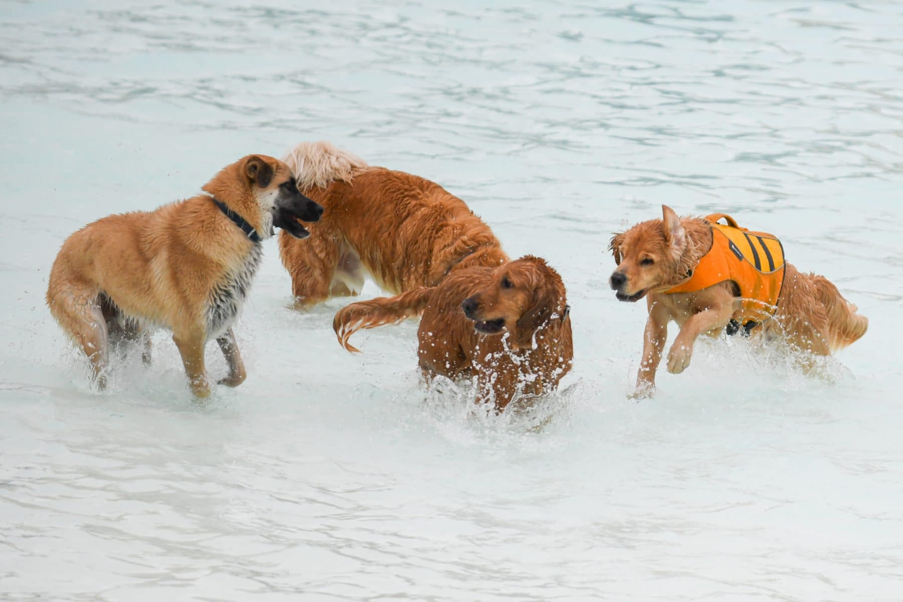 Is Too Much Swimming Bad For Dogs