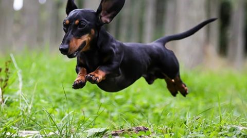 Breeds Archive | Page 2 of 3 | The Dog People by Rover.com