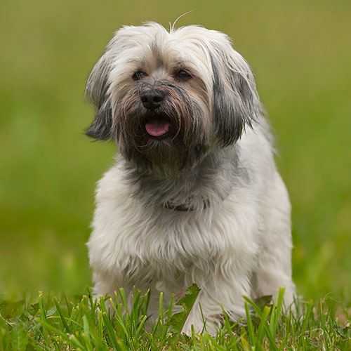 Havanese Adult Dogs