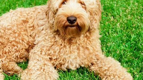 Breeds Archive | The Dog People by Rover.com