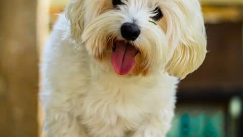 Breeds Archive | Page 2 of 3 | The Dog People by Rover.com