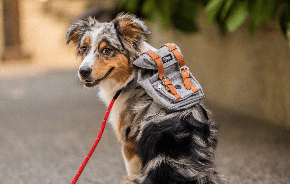Back-to-School Dogs: 6 Essentials To Kick the School Year Off Right