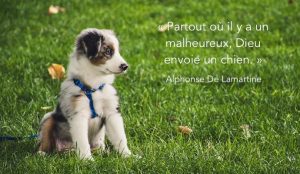 Les 22 plus belles citations sur les chiens | Rover Blog