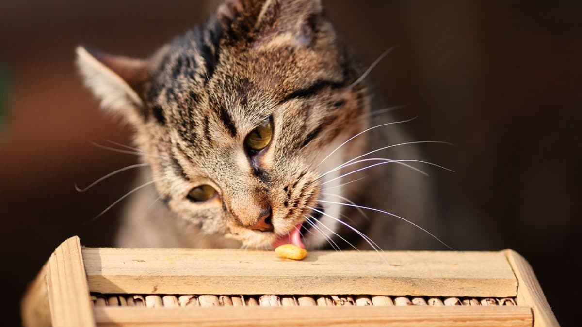 Can Cats Eat Popcorn?: Toxicity and Nutrition Information