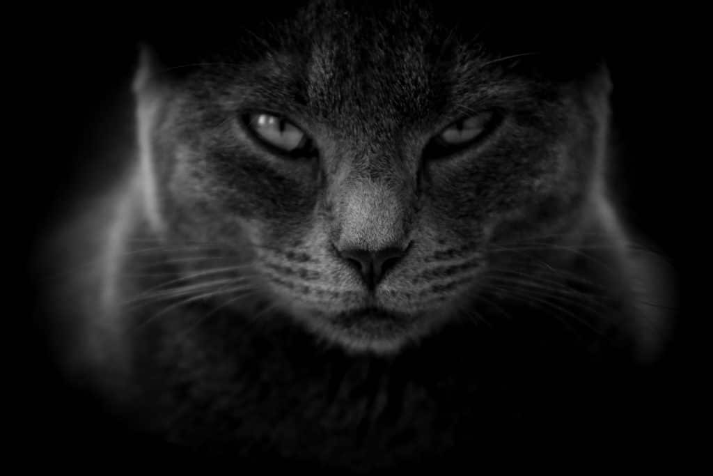 150 Witch Names For Cats Movies Foreign Languages More