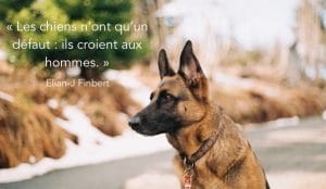 Les 22 plus belles citations sur les chiens | Rover Blog