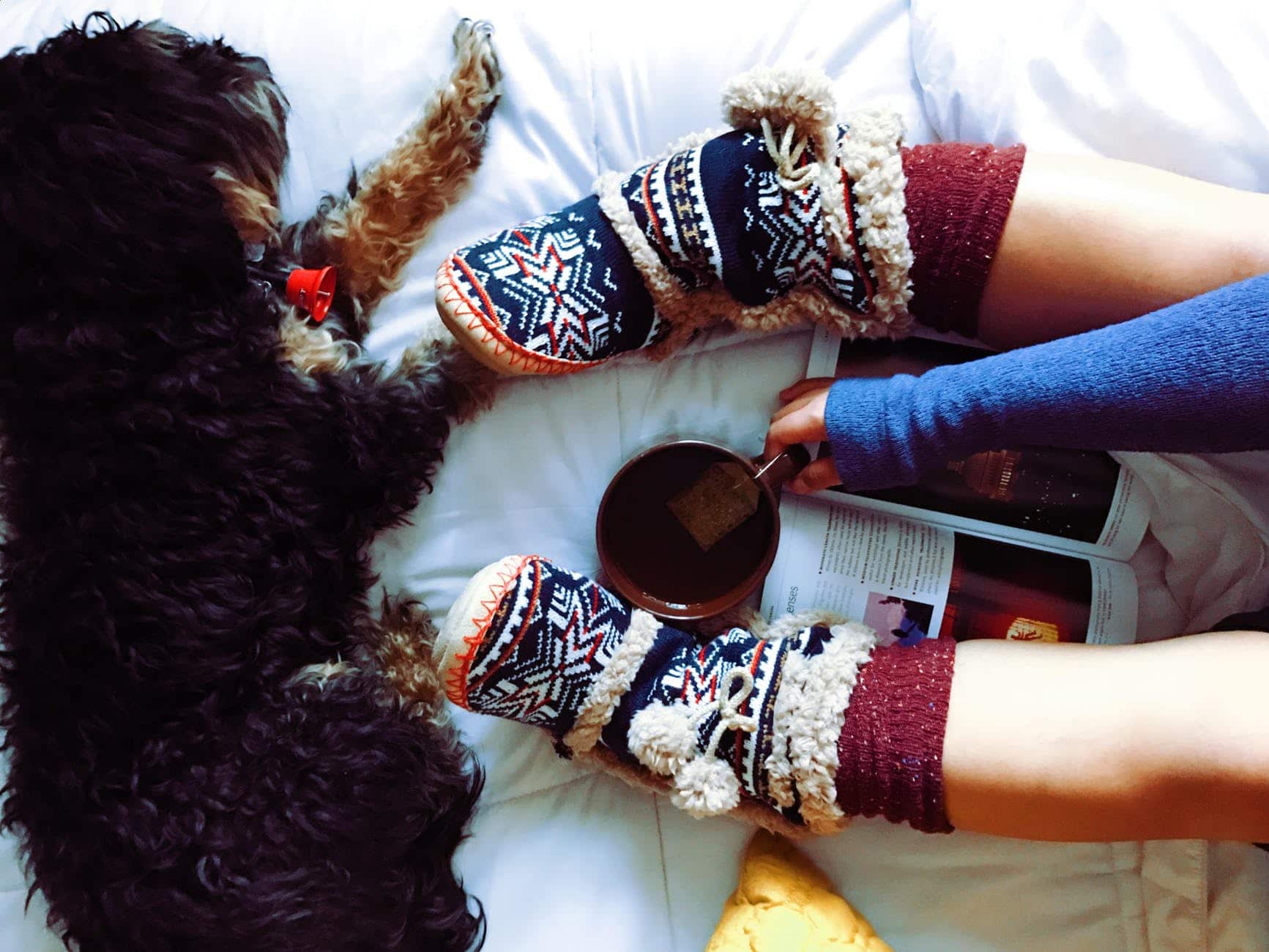 Cozy Dogs and Cats: The Ultimate Guide to Getting Cozy with Your Pet
