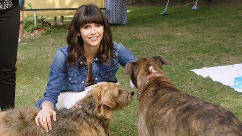 22 film sui cani che scaldano il cuore | Il blog di Rover