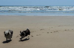 Top Dog-Friendly Beaches in South Wales | The Rover Blog