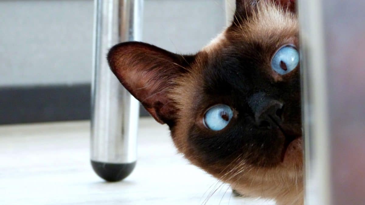 140+ Pun Cat Names That Are Pawsitively Purrfect