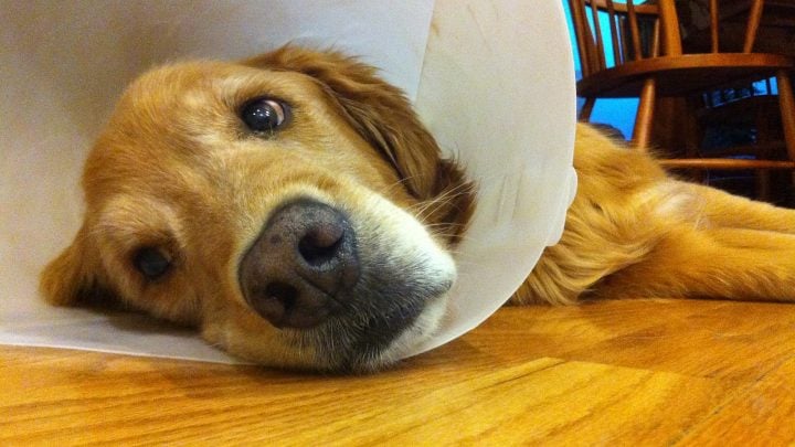 How To Care for Your Dog's Stitches After Surgery