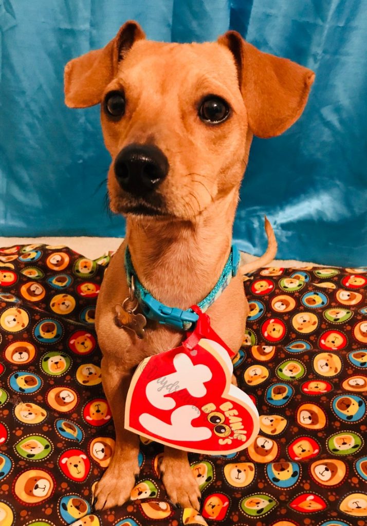 The 18 Best Dog Costumes of 2019 | The Dog People by Rover.com