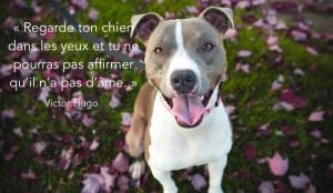 Les 22 plus belles citations sur les chiens | Rover Blog