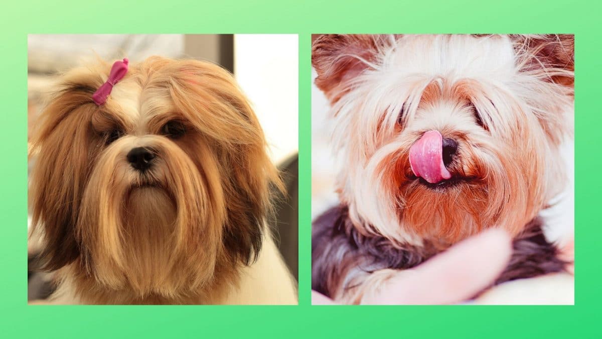 Lorkie Dog Guide: Essential Facts for Fans of the Lhasa Apso Yorke Mix