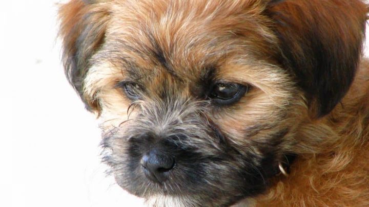 26 Dogs That Don’t Shed: Your Complete Guide to Fur-Free Cuddles | The Dog People by Rover.com