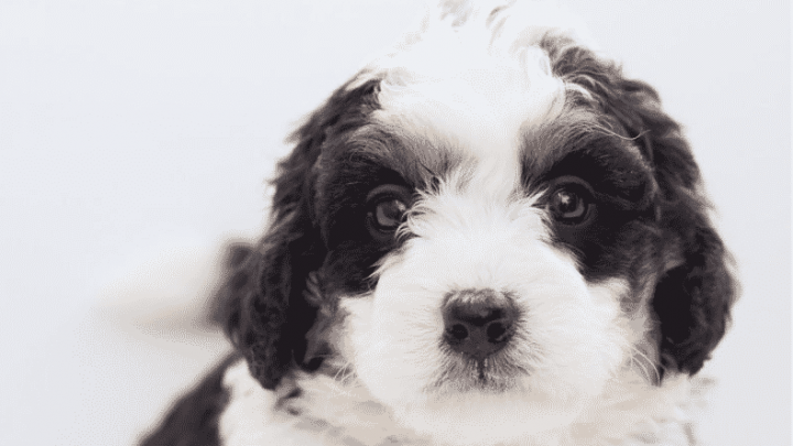 Colleen Stinchcombe, Author at The Dog People by Rover.com