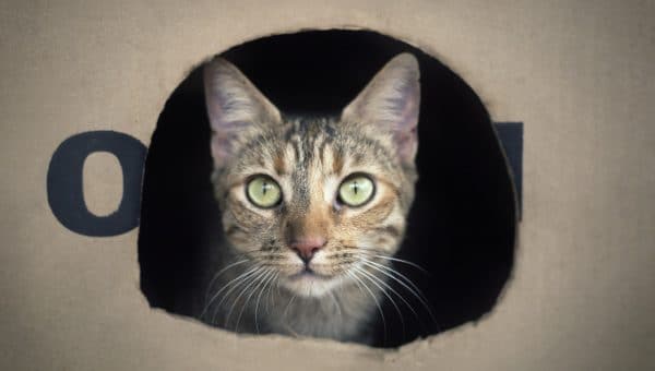 Cat Horned Paws: What Is That Thing Growing on My Cat's Paw?