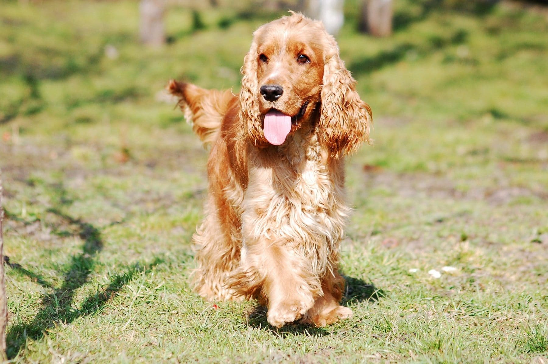 Cockspaniel Hair Cuts And Grooming Tips For The Breed Cockspaniel Hair Cuts And Grooming Tips For The Breed