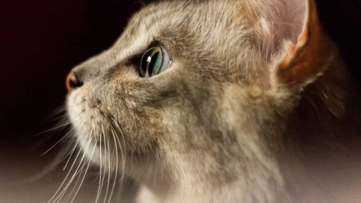 Les chats sont-ils daltoniens ? Voici exactement comment voit un chat ...