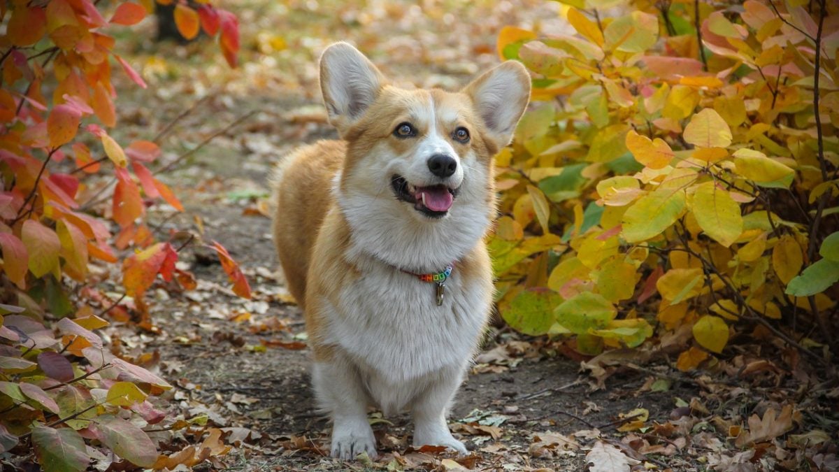 The 158 Most Popular & Loved Corgi Names