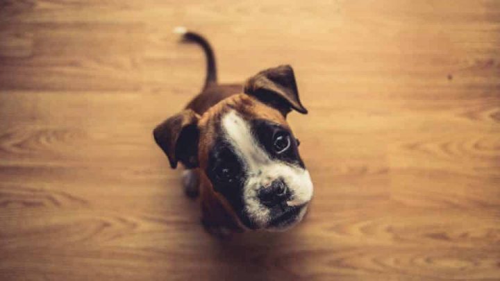 The Truth About Docking a Dog’s Tail (and Whether It’s Ever Necessary ...