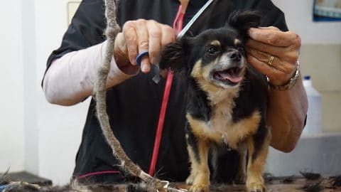 Dog Grooming 101: Read This Guide Before You Try it Yourself