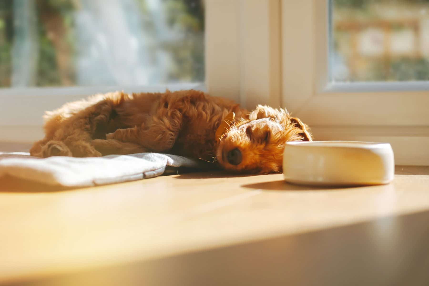Labradoodle vs Goldendoodle: Your Complete Guide to their Differences