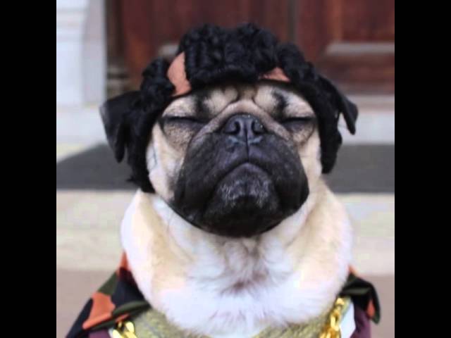 9 Dogs Living That Pug Life | The Dog People by Rover.com