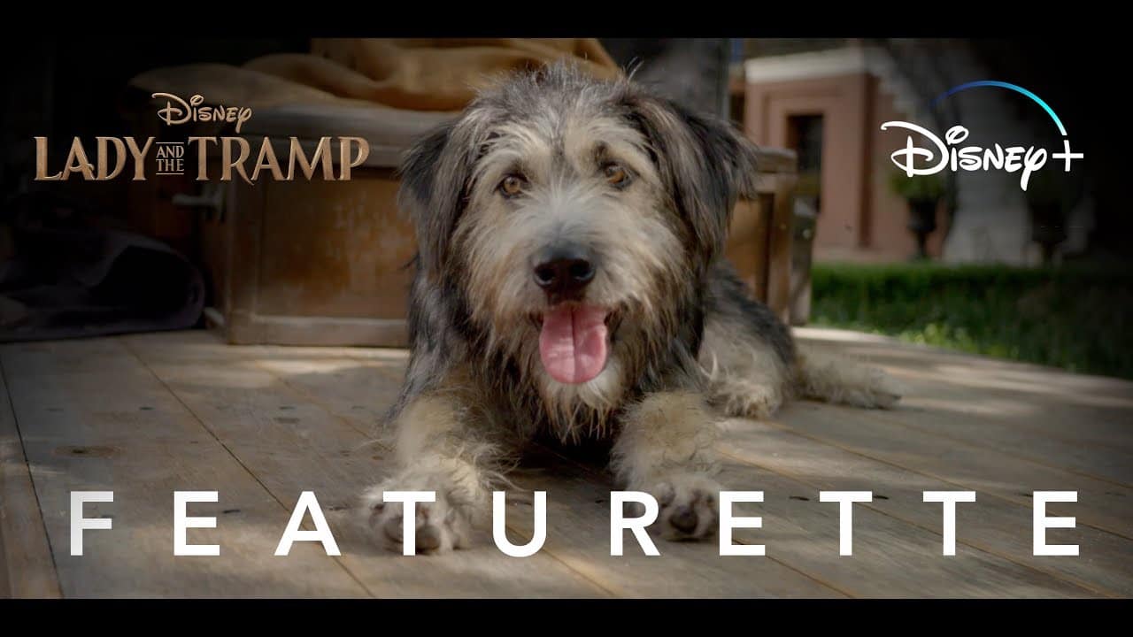 What Dog Breed Is Lady In Lady And The Tramp