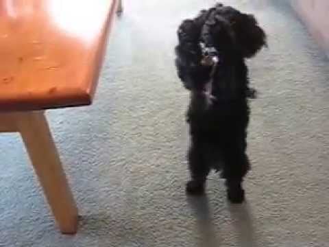 10 Surprising Facts About the Adorable Poochon | The Rover Blog