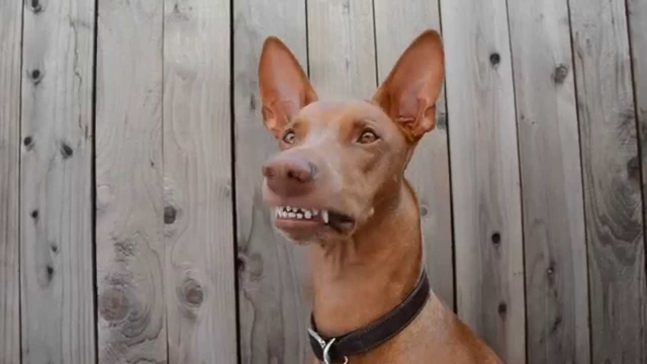 10 Fun Pharaoh Hound Facts for King Tut Day | The Rover Blog