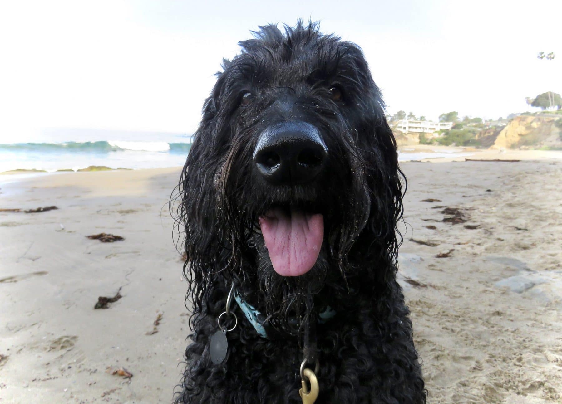 Guía de diferencias entre el goldendoodle y el labradoodle