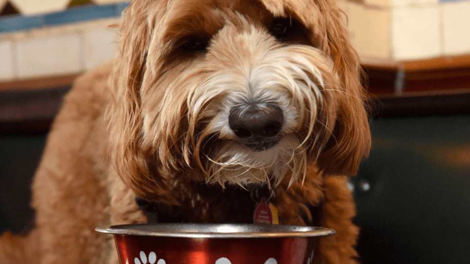 Tips For Taking Your Dog To The Pub For The First Time | The Dog People ...