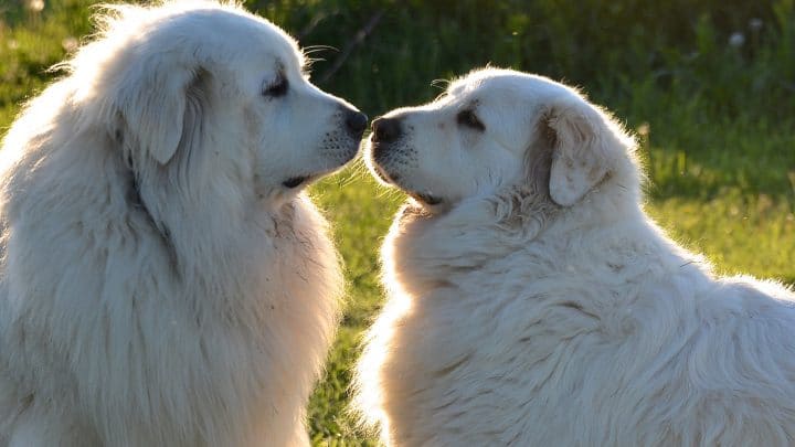 Great Pyrenees Grooming: The Essential Guide with Pictures of Hairstyles