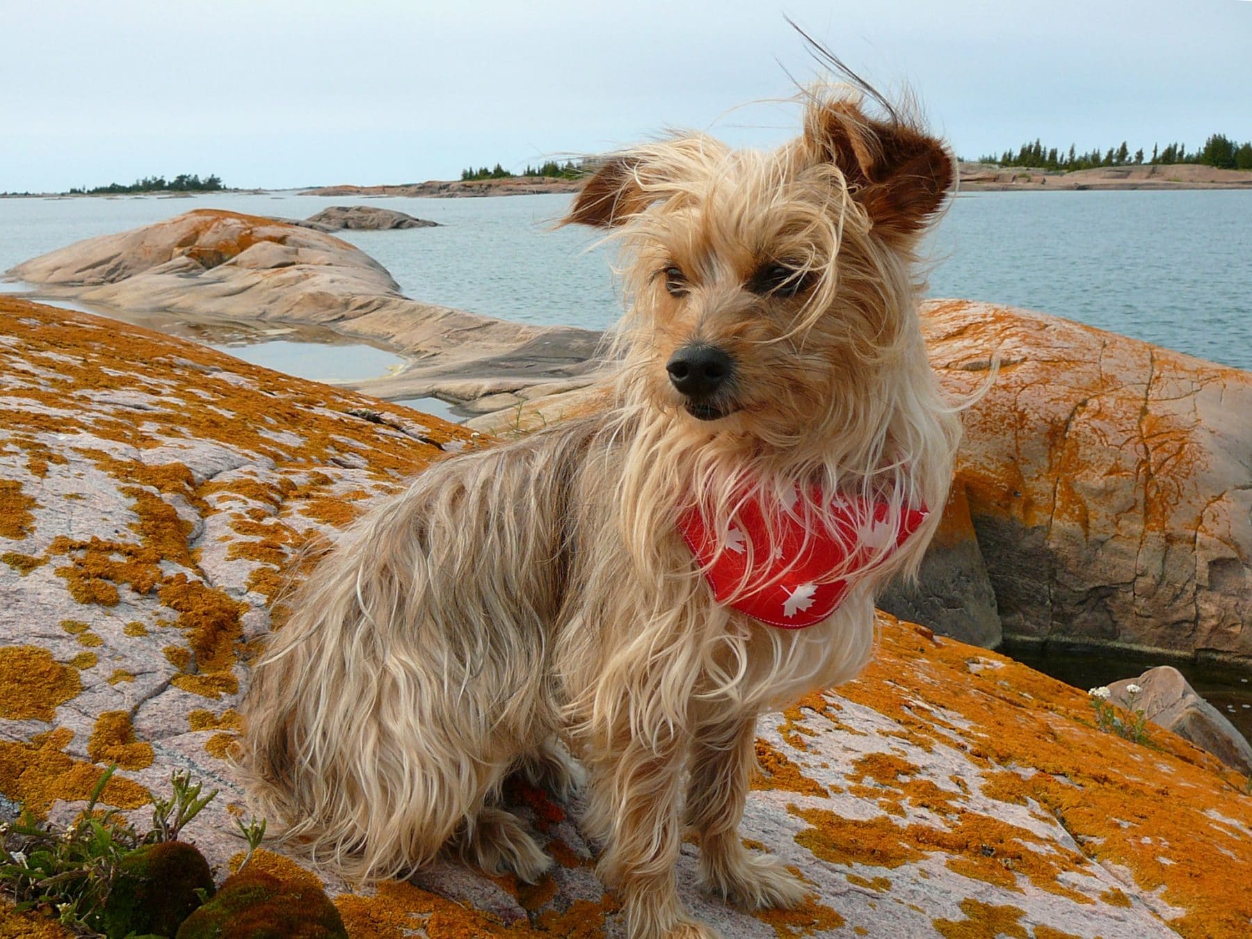 Yorkiepoo Dogs: Fun Facts, History and How To Get One