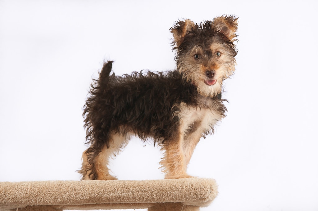 Yorkiepoo Guide Breed Temperament Health Cannapet