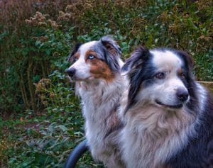 Australian Shepherd Grooming: The Essential Guide
