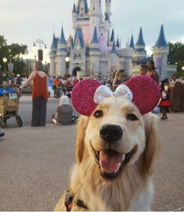 Les plus beaux noms de chiens inspirés des personnages de Disney