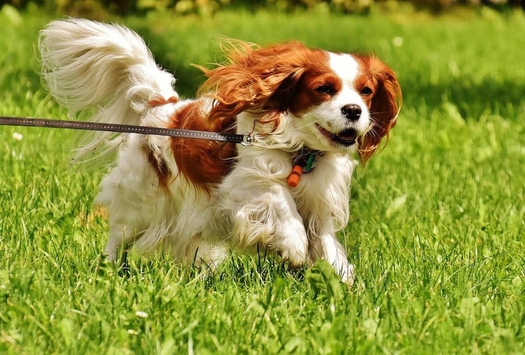Cavalier King Charles Spaniel Grooming: A Guide with Haircut Pictures