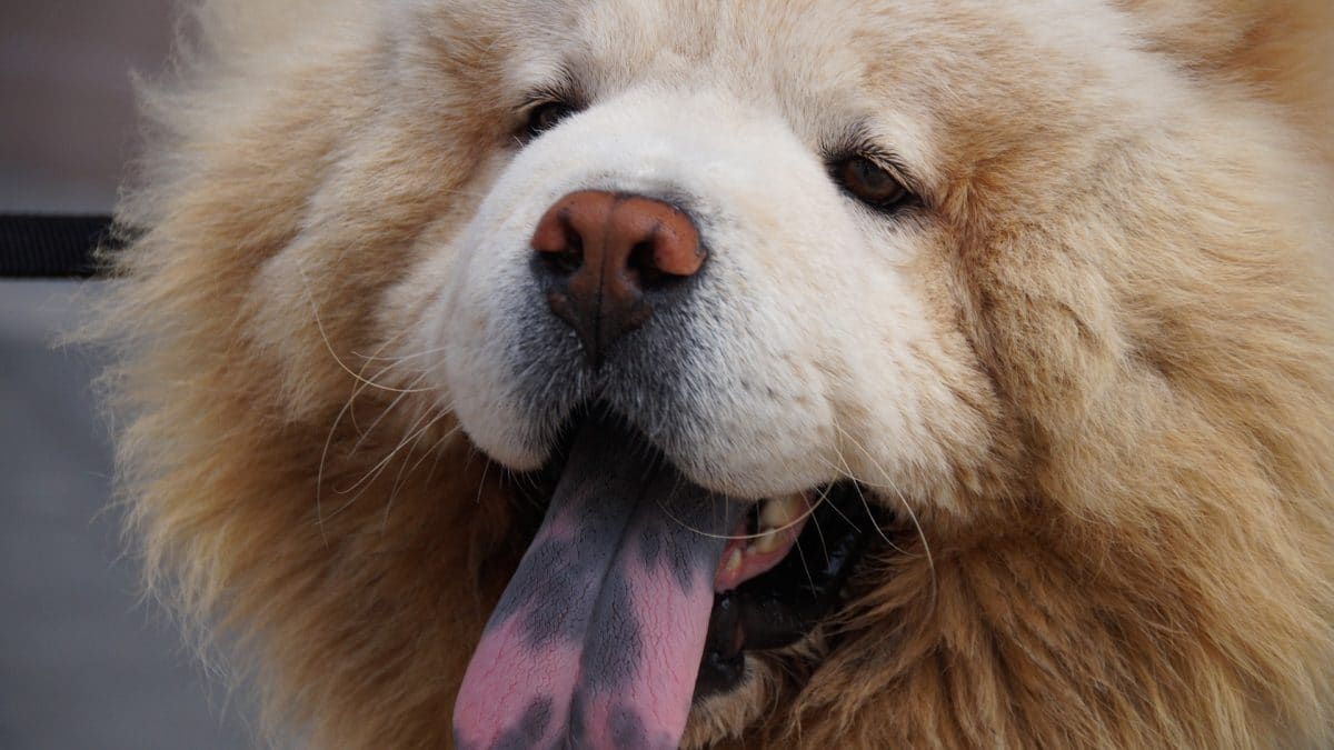 Chow Chow Haircuts: Grooming Tips and Hair Style Ideas