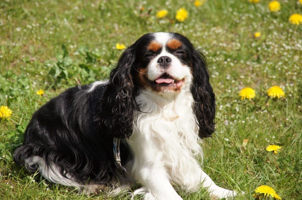 Cavalier King Charles Spaniel Grooming: A Guide with Haircut Pictures