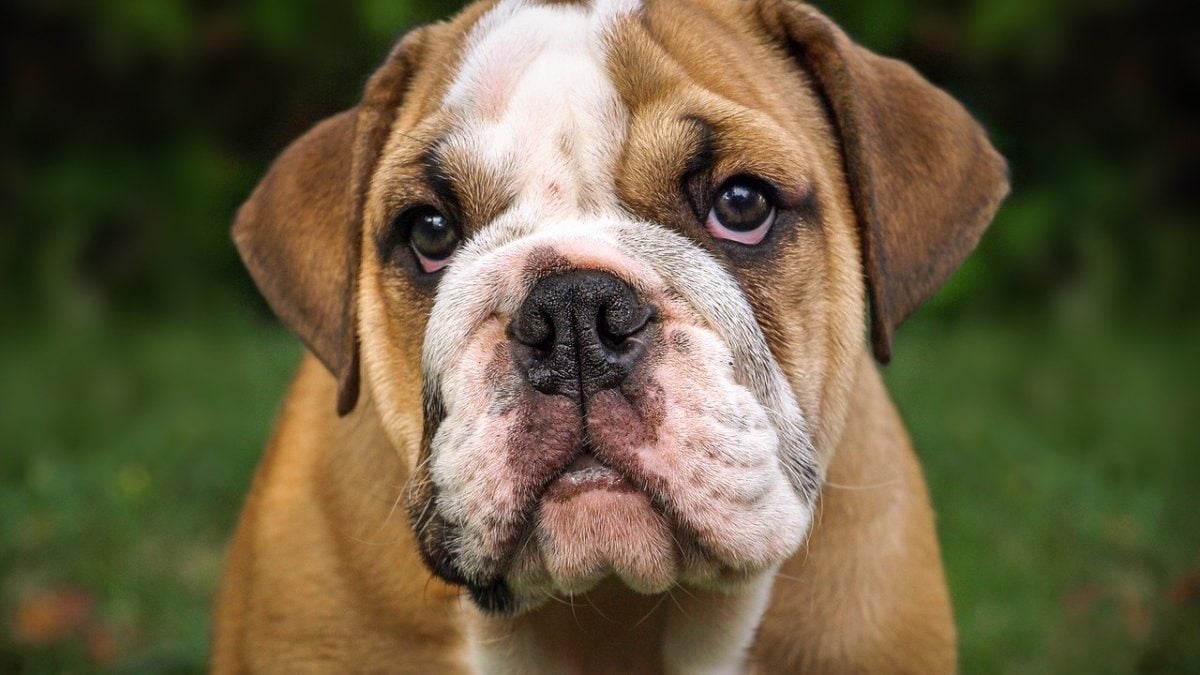 English Bulldog Puppies: Breed Info and Who Needs a Bulldog Today
