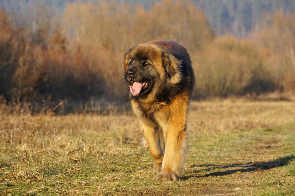 Leonberger Puppies: The Ultimate Guide for New Owners